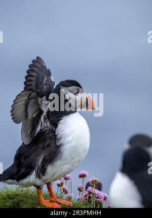 Pufffins, Isle of Lunga, Scotland Stock Photo - Alamy