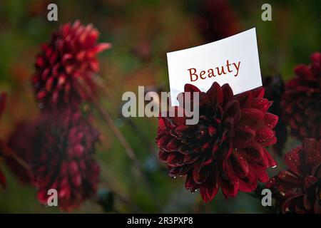 darf red georgina flower with paper letterling Beauty Stock Photo - Alamy
