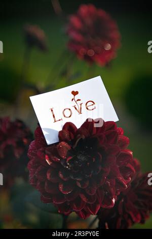darf red georgina flower with paper letterling Wellness Stock Photo - Alamy