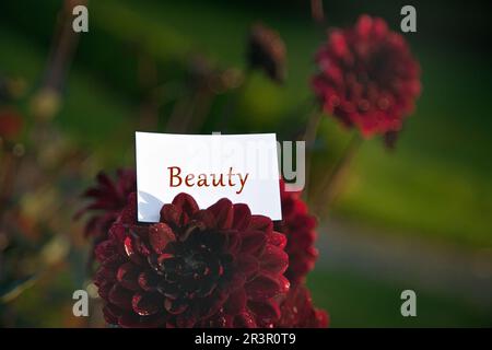 darf red georgina flower with paper letterling Wellness Stock Photo - Alamy