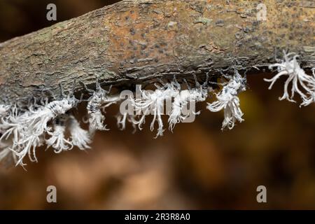 Flatida rosea, the flower-spike bug, Madagascar wildlife Stock Photo ...