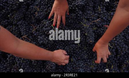 Red grapes selection and final cleaning process during harvest. Top ...