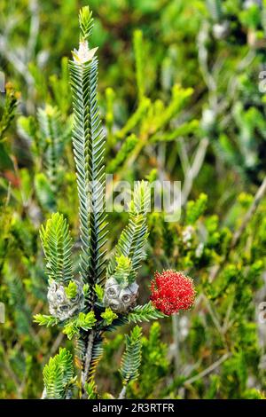 Leaves and flowers of Barrens regelia (Regelia velutina), a plant ...