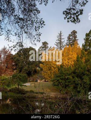 Tree with no leaves in the Davis Mountains Stock Photo - Alamy