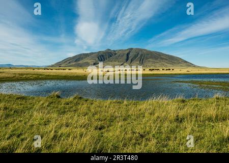 cattle raising in the pampas near Lake Roca, Republic of Argentina ...