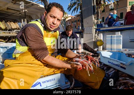 sailors selecting the fish, pesca de arrastre o pesca de bou, Andratx ...