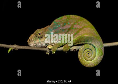 O'Shaughnessy's chameleon, Calumma Oshaugnessyi, Andasibe-Mantadia ...