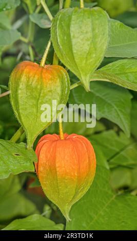 lampionblume (physalis alkekengi Stock Photo - Alamy