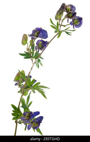 Medicinal plant: Aconite Stock Photo - Alamy