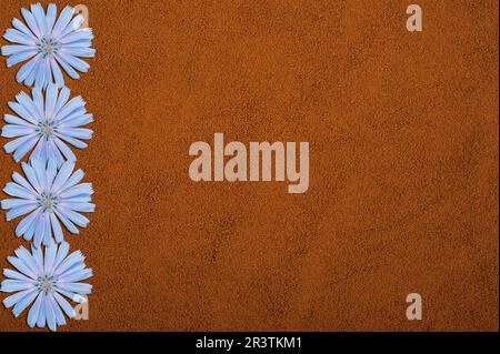Blue chicory flowers and powder of instant chicory texture Stock Photo ...