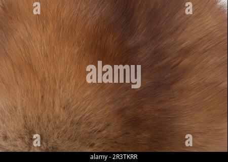 Fur texture. Sable Stock Photo - Alamy