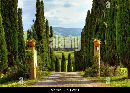 Tree lined driveway, Val d'Orcia, Tuscany, Italy, Europe Stock Photo ...