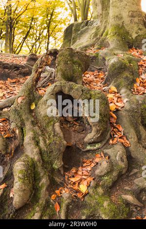Tecklenburg, witch kitchen, tree roots, rocks, Tecklenburger Land ...