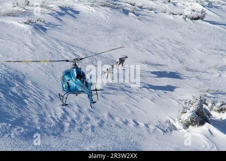 Helicopter over caribous (Rangifer tarandus), mount Albert, Caribou ...