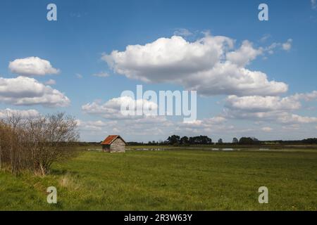 Oppenweher Moor, landscape in May, a high moor in North Rhine ...