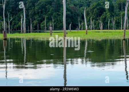 Royal Belum park located at Perak state of Malaysia Stock Photo - Alamy