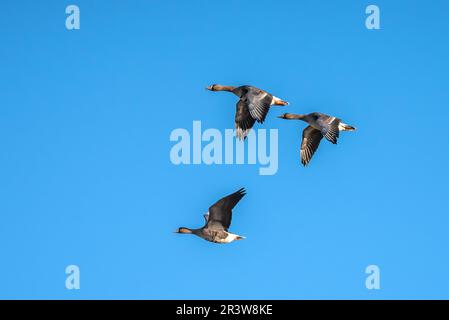 Greylag Goose (Anser anser), gander flapping wings on lake displaying ...