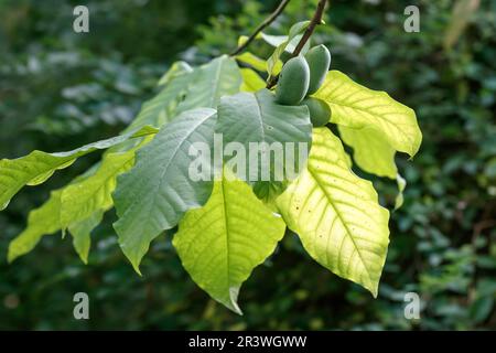Asimina triloba, commonly known as pawpaw, is a fruit-bearing plant ...