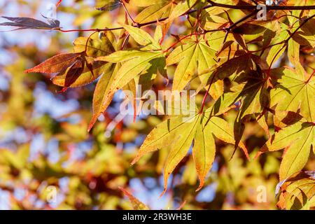 Acer palmatum in autumn, common names are Japanese Maple, Smooth ...