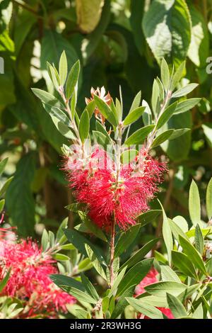 The Callistemon, also known as bottlebrush, is a flowering plant found ...