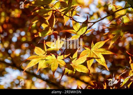Acer palmatum in autumn, common names are Japanese Maple, Smooth ...