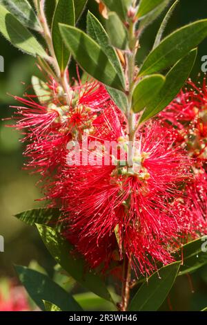 Callistemon citrinus, known as Crimson Bottlebrush, Lemon bottlebush ...