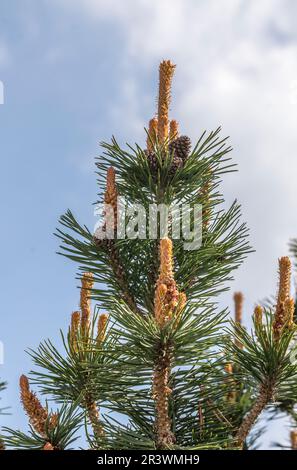 Close up of Korean Red Pine Tree in front of Pavilion at The National ...
