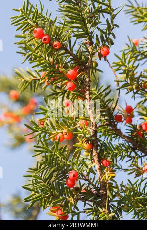 Taxus, cuspidata, known as Japanese holly, Box-leaved holly, Japanese ...