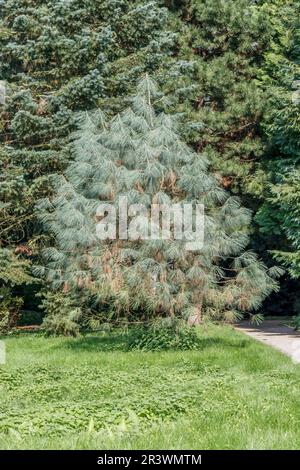 gray pine (Pinus sabiniana Stock Photo - Alamy