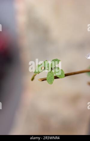 Little leafs of Tulsi on their branches Stock Photo - Alamy