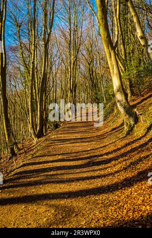Woodland avenue on Cranhm Common, Gloucestershire Stock Photo - Alamy