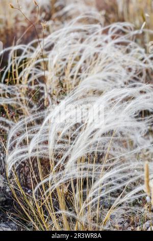 Stipa grasses from Provence, Feather grass, Needle grass, Speare grass ...
