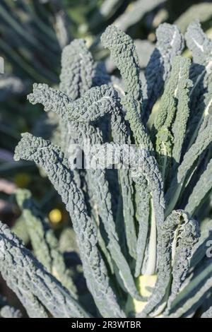 Palm cabbage (Brassica oleracea var. palmifolia Stock Photo - Alamy