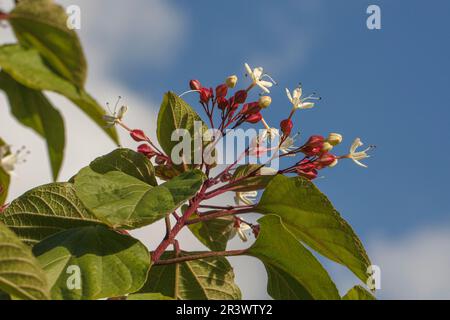 Clerodendrum trichotomum, known as the Harlequin glorybower, glorytree ...
