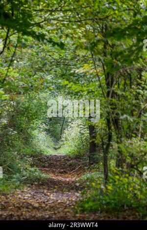 Germany, Teutoburg Forest, Intruper Berg, Lengerich Stock Photo - Alamy
