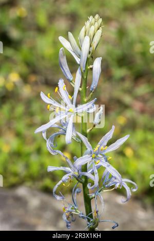 Camassia leichtlinii, known as Large camas, Great camas Stock Photo - Alamy
