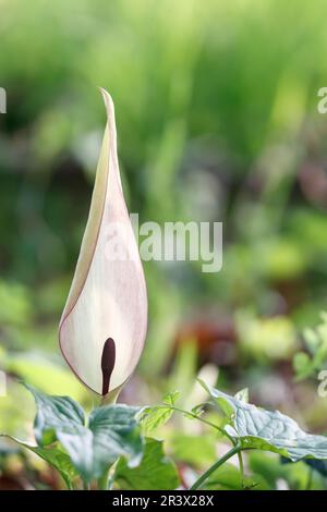 Arum maculatum, known as Common arum, Cuckoo pint, Wild arum, Lord-and ...