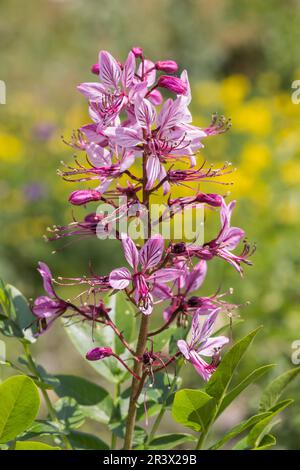 Dictamnus albus, known as gas plant, burning bush Stock Photo - Alamy