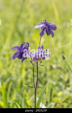 Aquilegia vulgaris, known as European columbine, Common columbine Stock ...