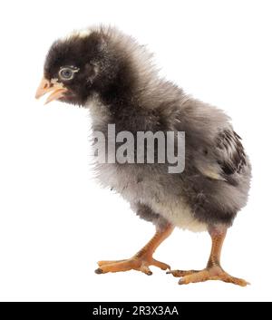 Soft feet of new born in a wool white blanket. Knitted heart in the ...