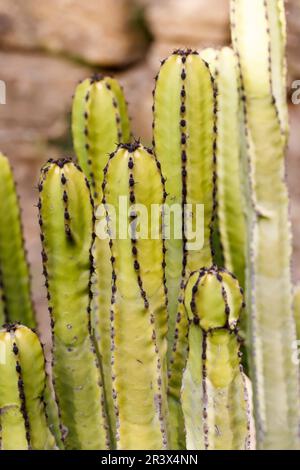 Euphorbia canariensis, commonly known as the Canary Island spurge ...