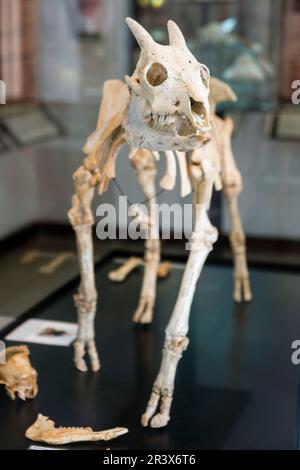 restos fósiles de Myotragus balearicus Bate, Museu Balear de Ciències ...