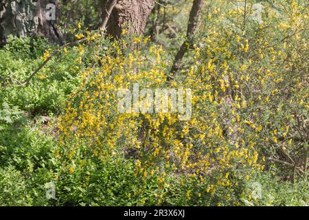Cytisus scoparius bush in spring, known as Common broom, Scotch broom ...