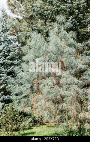 Pinus sabiniana, known as Ghost pine, Gray pine, California foothill ...