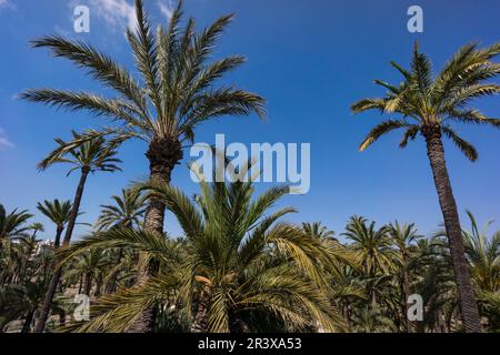 Huerto del Pastoret ,Palmeral de Elche, Patrimonio de la Humanidad por ...