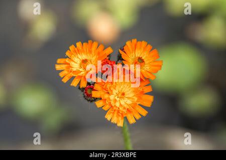 Hieracium aurantiacum, common names are Orange hawkweed, Tawny hawkweed ...