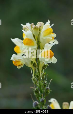 A closeup shot of a yellow toadflax flower in the woods in a blurred ...