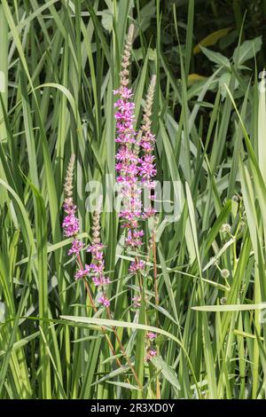 Lythrum salicaria, known as the Purple loosestripe, Spiked loosestripe ...