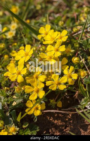 Potentilla neumanniana (Potentilla tabernaemontani), known as Spotted ...