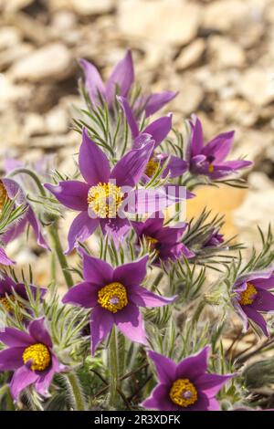 Pulsatilla vulgaris, known as the Common pasque flower, European ...